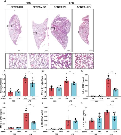 Senp3 Facilitates M1 Macrophage Polarization Via The Hif 1αpkm2 Axis