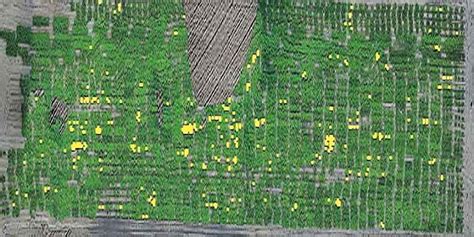 Company Adds Drone Disease Detection Service Potato Country