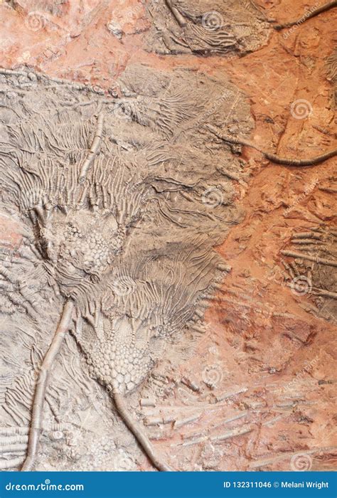 Detailed Crinoid Fossils In Sandstone Reveal The Strange Shapes Of