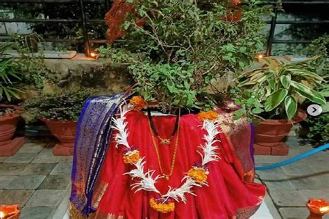 Tulsi Vivah Shubh Muhurat 2022 Tulsi Vivah Kab Hai Tulsi Vivah Date