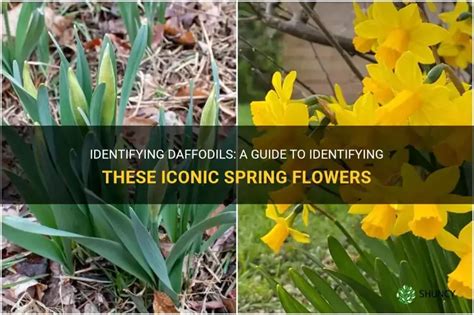 Identifying Daffodils A Guide To Identifying These Iconic Spring