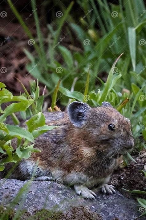 American Pika On A Gray Rocky Outcrop In A Grassy Field Stock Image