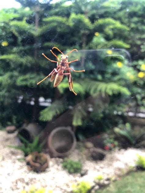 Stunning Capture Of Executioner Paper Wasp In Guatemala