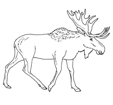 Moose Coloring Pages Free Printable PDF