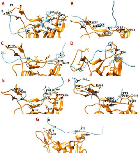 The Binding Interfaces Between Sars Cov 2 Spike Rbd With Peptides