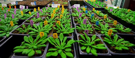How Sweet It Is New Tool For Characterizing Plant Sugar Transporters