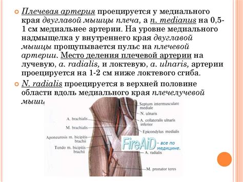 Локтевой сустав презентация онлайн