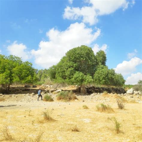 Biblical Lands Archives Biblical Archaeology Society