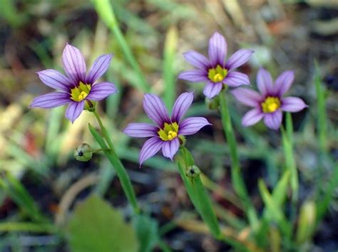 ニワゼキショウの花写真1枚目 千葉県立中央博物館 生態園さんの日記みんなの趣味の園芸 2017 05 13