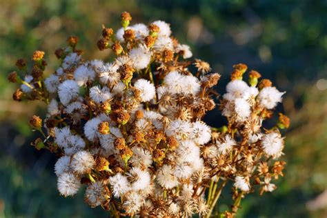 Free Images Landscape Nature Outdoor Branch Blossom Light