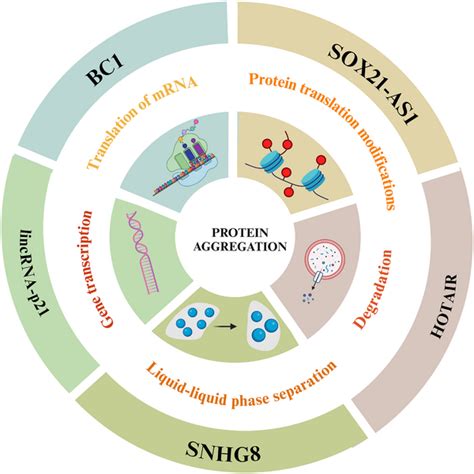 Schematic Representation Of Neurodegeneration‐associated Lncrnas And Download Scientific