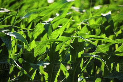 Agriculture Detail Of Mid Growth Grain Corn Plant Foliage At The Pre