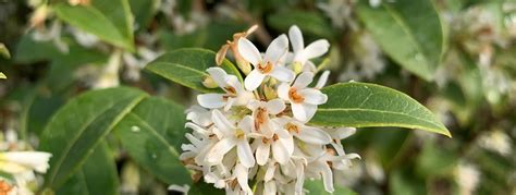 Osmanthus Die Immergrüne Duftblüte Gartenpflanzen Daepp