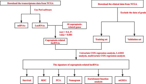 Study Flow Chart TCGA The Cancer Genome Atlas Database LncRNAs Long