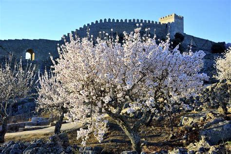 Câmara De Vila Nova De Foz Côa Aposta Forte Na Festa Da Amendoeira Em