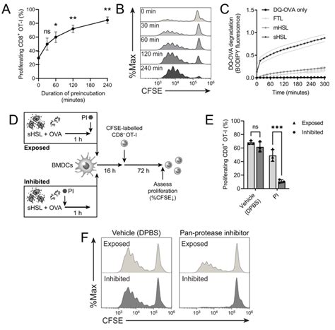 Shs Induces Protease Activity In Necrotic Tumor Lysates Which Enhances Download Scientific
