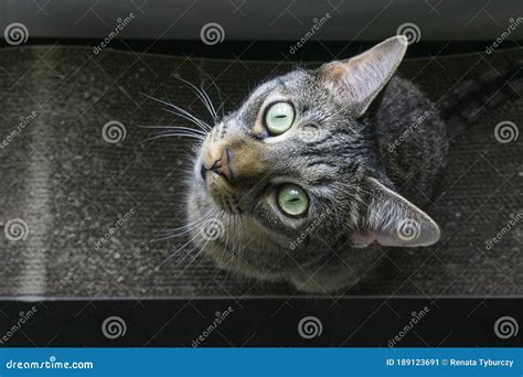 Красивый коричневый кот Tabby смотрит вверх и сидя на Scratcher