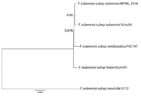 Maximum Likelihood Tree Inferring The Phylogenetic Relationships Of The