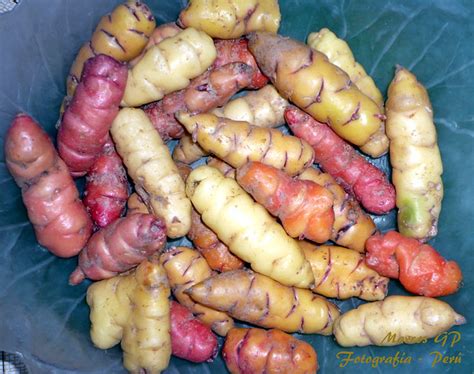 Oca Se Puede Preparar En Diversas Formas El Sabor Del Tub Flickr