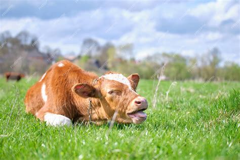Premium Photo Young Sick Of Thirsty Calf Resting On Green Pasture