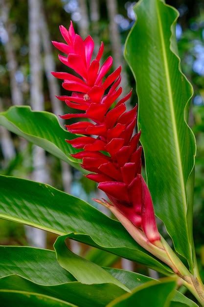 Free Photo | Vertical closeup of a red ginger flower in a field under ...