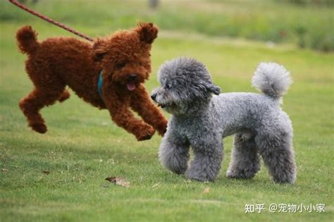 这6类人，真的不适合养泰迪，你中了吗 知乎