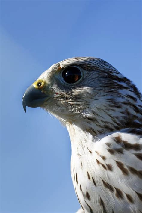 Falcon s eye stock photo. Image of bird, hawking, head - 9994674