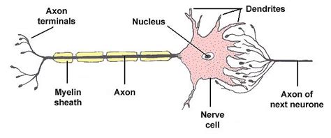 Anatomy Of A Neuron Quiz
