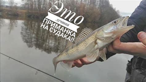 СУДАК БЕЗ УМА ОТ ЭТОЙ ПРИМАНКИ!!! Лучшая приманка зимой на судака. Как ...