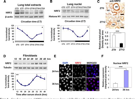 Figure 1 From The Circadian Clock Regulates Rhythmic Activation Of The