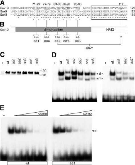 Mapping Of Amino Acid Residues Important For Cooperative Binding