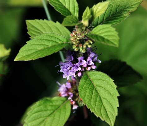 Мята полевая (Mentha arvensis L. s. L.) - лекарственное, чайное ...