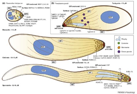 Apicomplexans Flashcards Quizlet