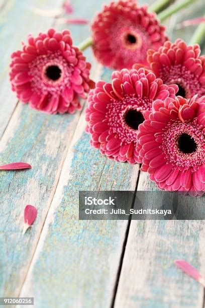 어머니 또는 여 대 하루 Gerbera 데이지 꽃다발입니다 아름 다운 꽃 배경입니다 3월에 대한 스톡 사진 및 기타 이미지