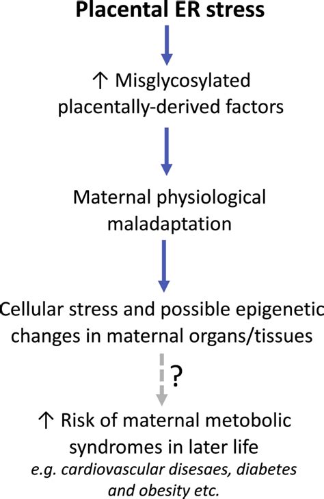 Perturbation Of Placental Protein Glycosylation By Endoplasmic
