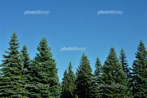 モミの木 写真素材 284987 フォトライブラリー photolibrary