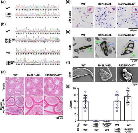 Ccin Knock In Mutations Lead To Male Infertility In Mice A B Pcr