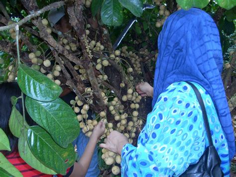 Cinta Pada Yang Satu MENGUNJUNGI DUSUN BUAH BUAHAN
