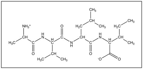 The Diagram Below Shows Aan Amino Acid Ba Dipeptide Ca Tripeptide