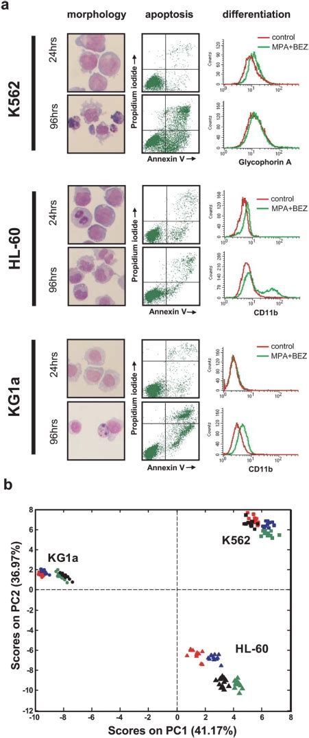 A Cell Morphology And Flow Cytometry Analysis For Apoptosis And