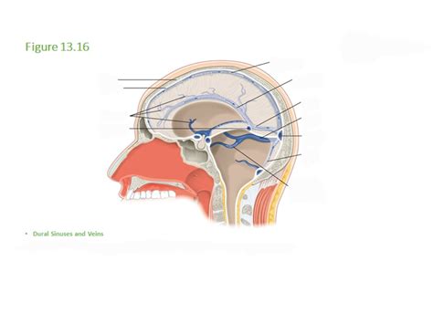 Unit 4 Dural Sinuses And Veins Diagram Quizlet