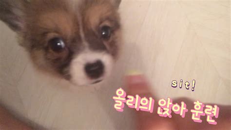 앉아 훈련하는 아기 웰시코기 Youtube