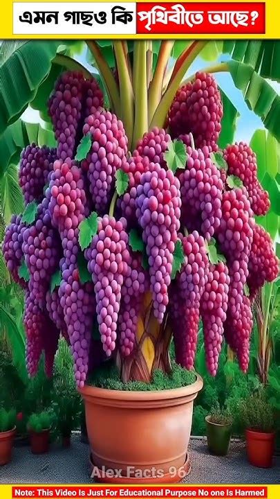 বাড়িতে আঙ্গুল গাছ তৈরি 😱 Shorts Youtubeshorts Youtube