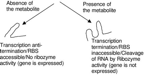 Schematic Representation Of Riboswitch Mediated Gene Regulation The 5