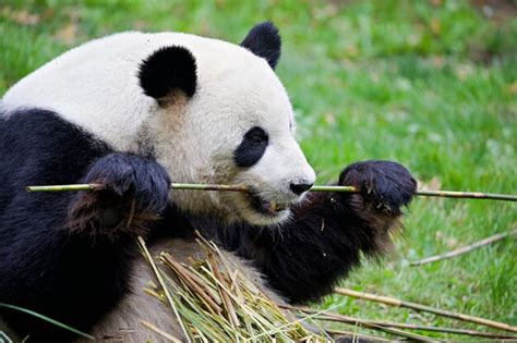 Premium Photo Panda Eating Bamboo Stick