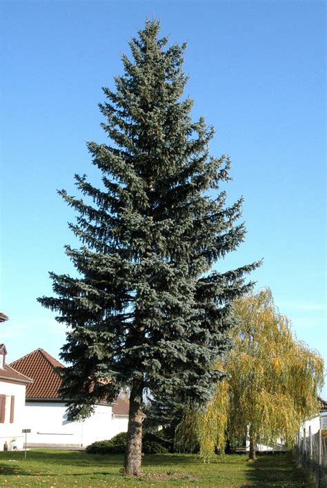 Picea Pungens F Glauca Blue Spruce Colorado Spruce Van Den Berk