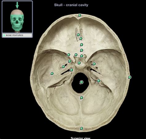 Skull Cranial Cavity Diagram Quizlet