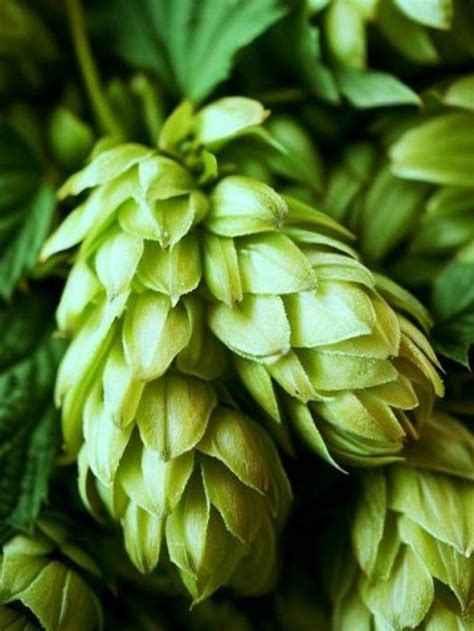 Most Expensive Vegetable ये है दुनिया की सबसे महंगी सब्जी
