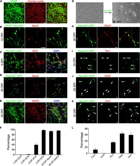 Conversion Of Cultured Human Astrocytes Into Functional Neurons A The