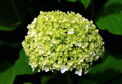 Hydrangea Common Names Hydrangea Or Hortensia Stock Image Image Of